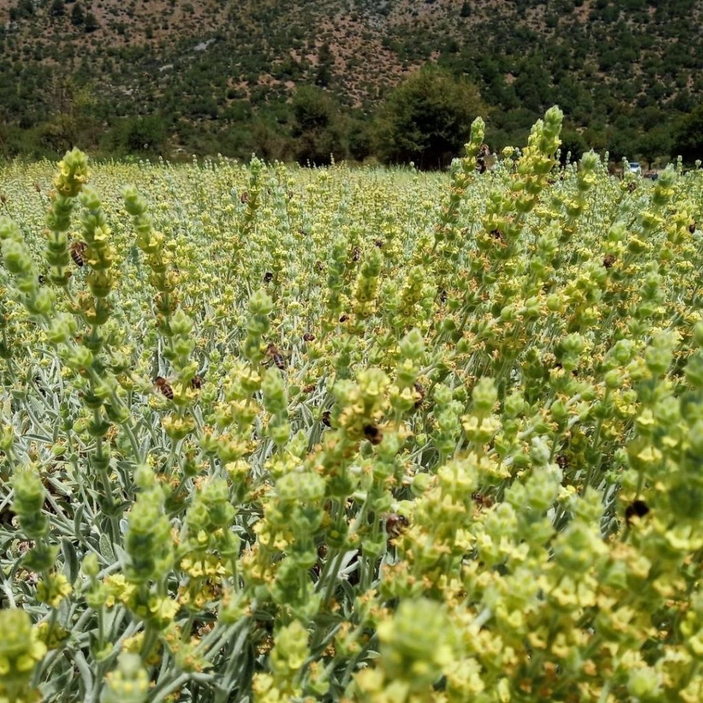 ΜΕΛΙ ΜΑΛΟΤΗΡΑ ΙΔΙΟΤΗΤΕΣ | Melifarm, μέλι για σπίτι!